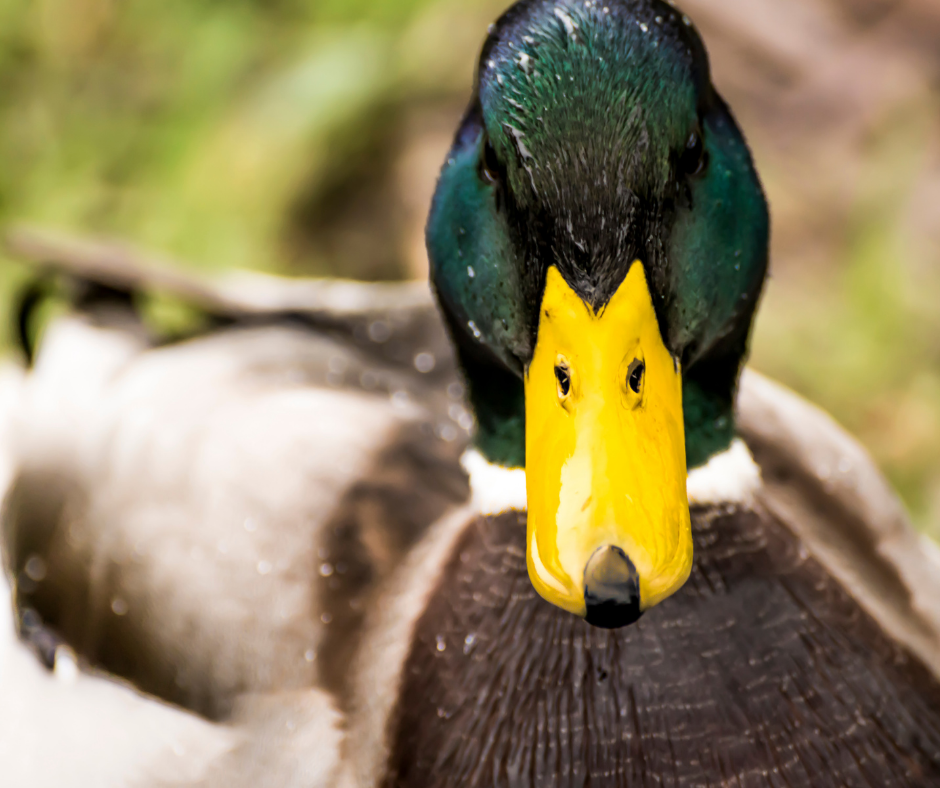 Where to Spot the Best Wildlife | Herding Hill Farm